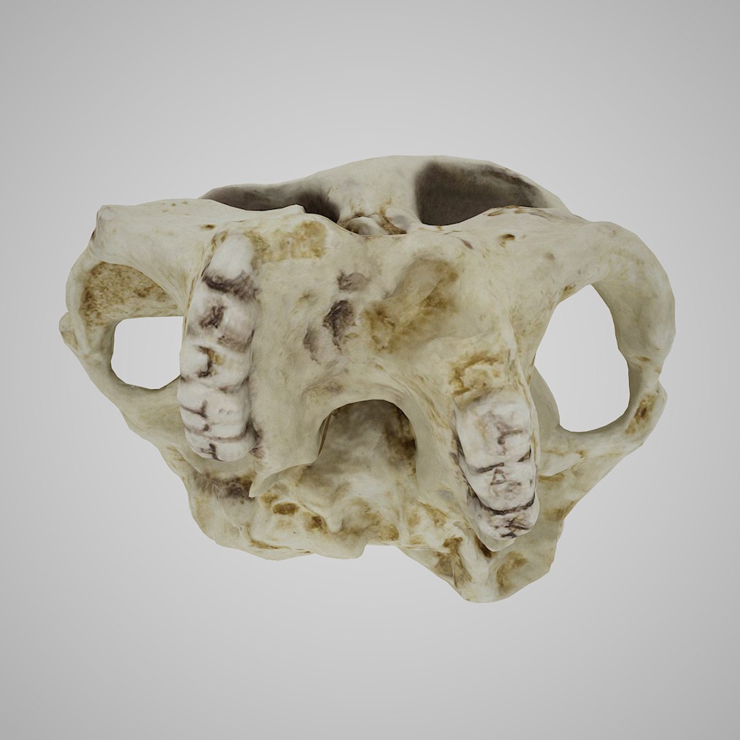 Skulls Australopithecus Robustus 3D Model - TurboSquid 1331610