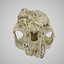 Skulls Australopithecus Robustus 3D Model - TurboSquid 1331610
