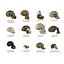 Skulls Australopithecus Robustus 3D Model - TurboSquid 1331610