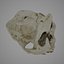 Skulls Australopithecus Robustus 3D Model - TurboSquid 1331610