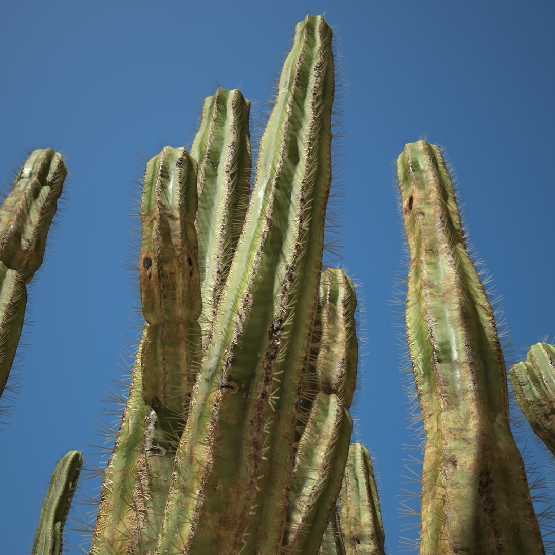 3d Desert Cactus