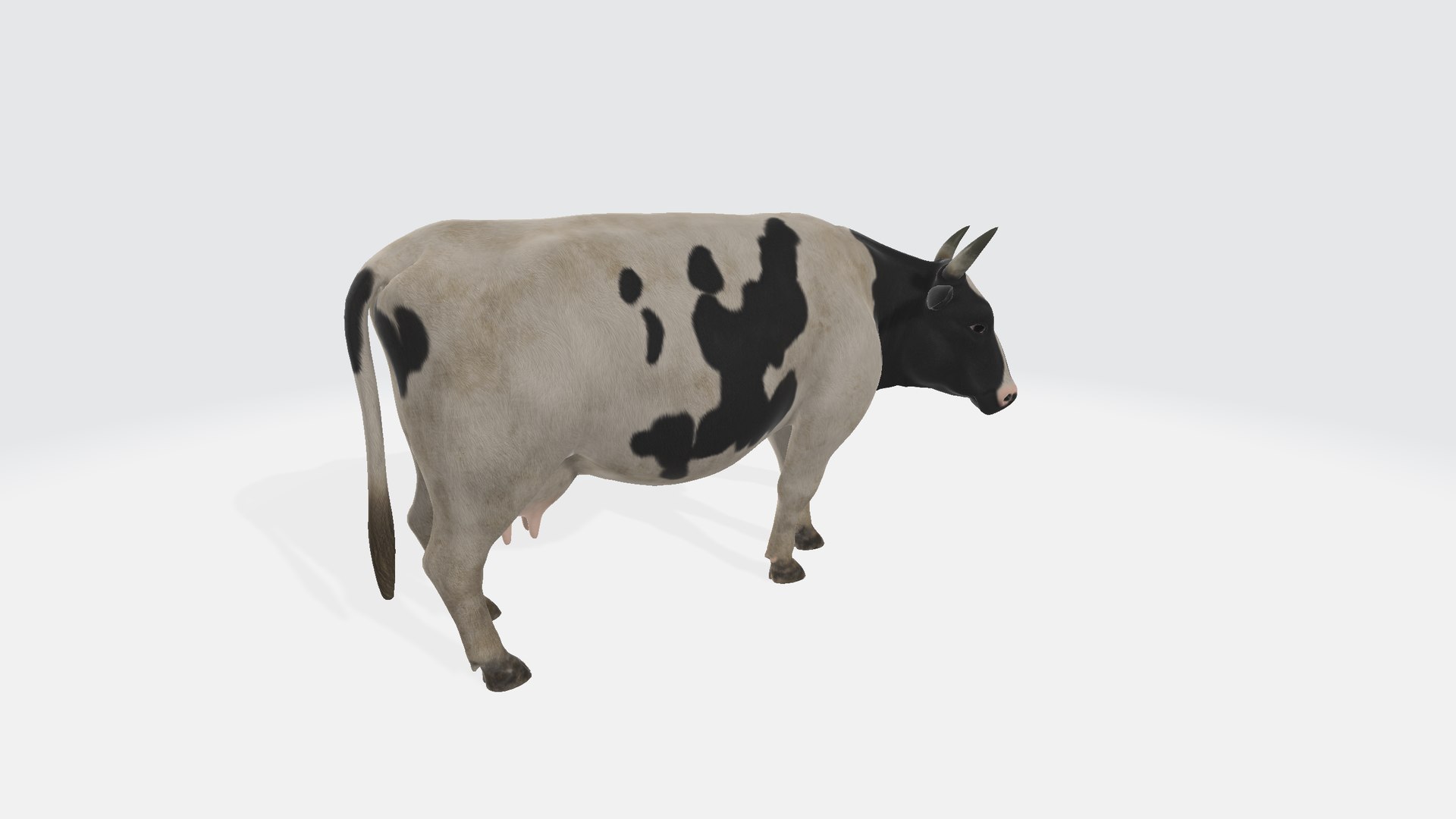 Cow Model - TurboSquid 2306336