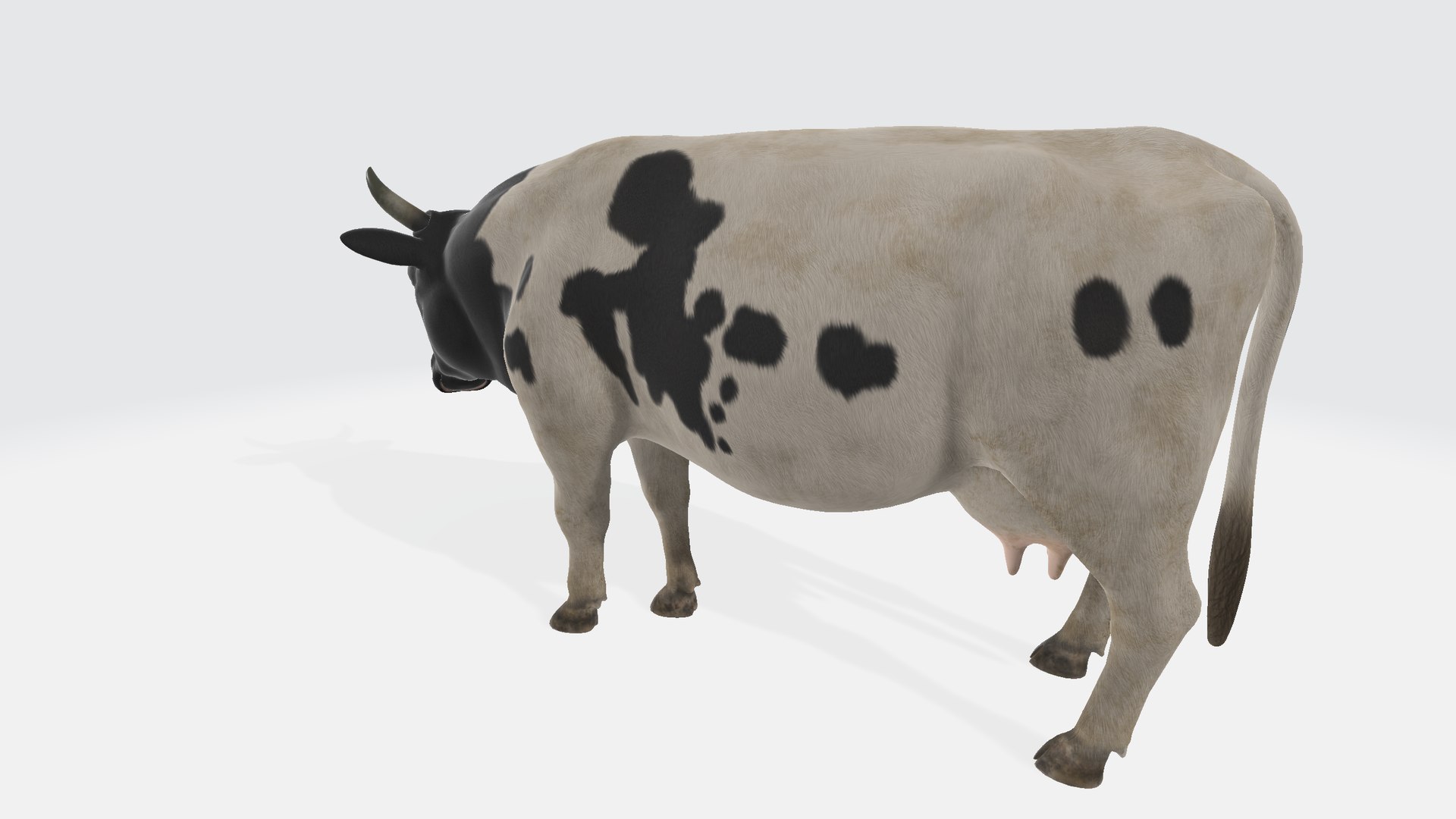 Cow Model - TurboSquid 2306336