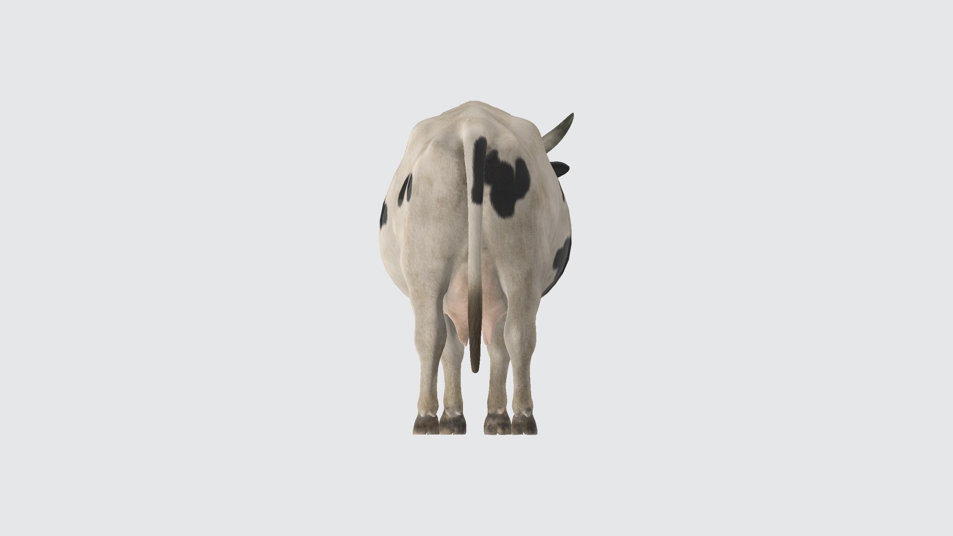 Cow Model - TurboSquid 2306336