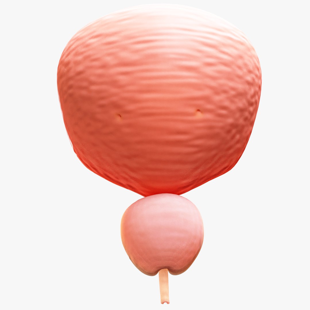 Bladder Cross Section 3D Model - TurboSquid 2214888