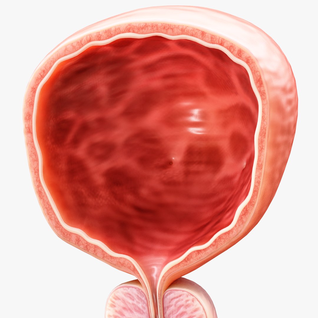 Bladder Cross Section 3D Model - TurboSquid 2214888