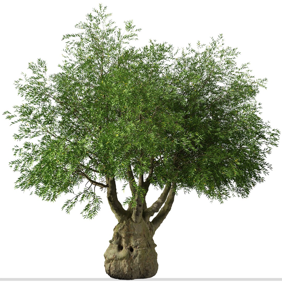 3D Set Of Brachychiton Rupestris Or Queensland Bottle Trees - 2 Trees ...