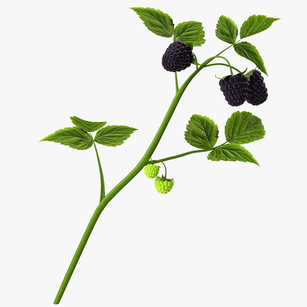 Raspberry 3D Models for Download | TurboSquid