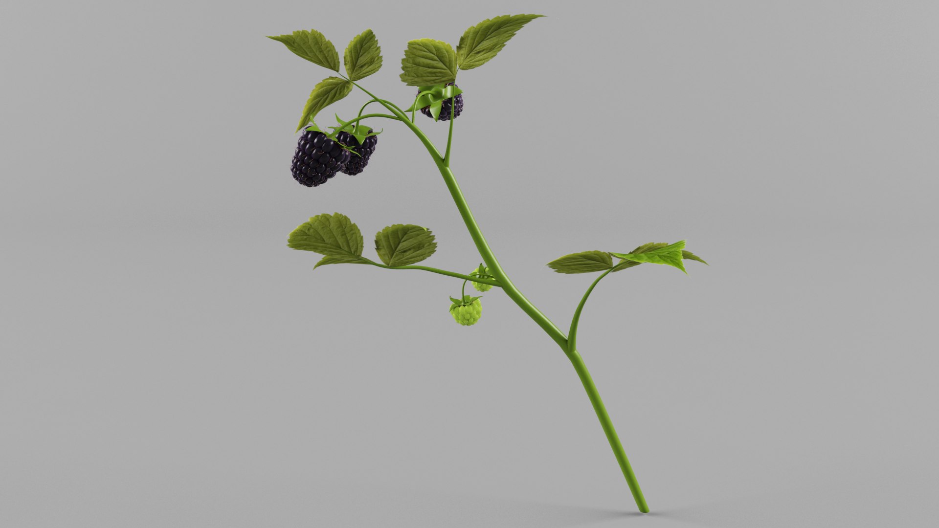 3D Black Raspberry - TurboSquid 2086846