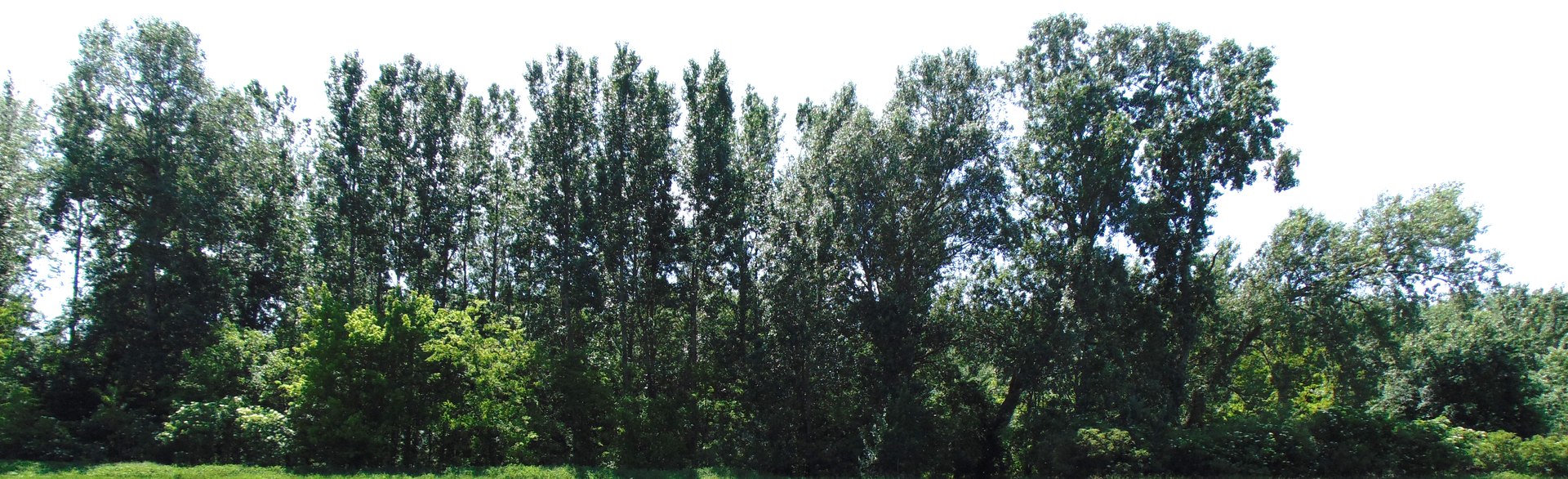 Free 3D backdrop treelines alpha channel - TurboSquid 1412985