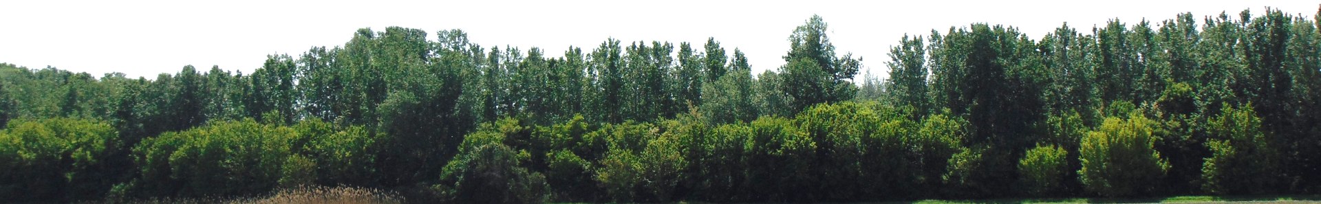 Free 3D backdrop treelines alpha channel - TurboSquid 1412985