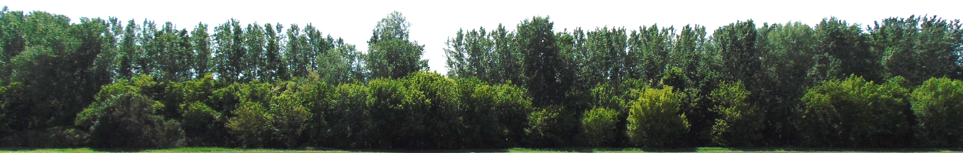 Free 3D backdrop treelines alpha channel - TurboSquid 1412985