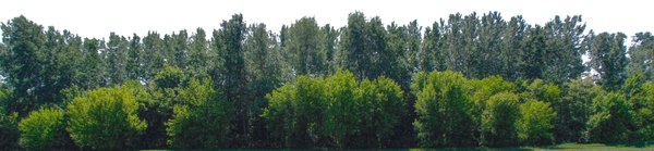 Free 3D backdrop treelines alpha channel - TurboSquid 1412985