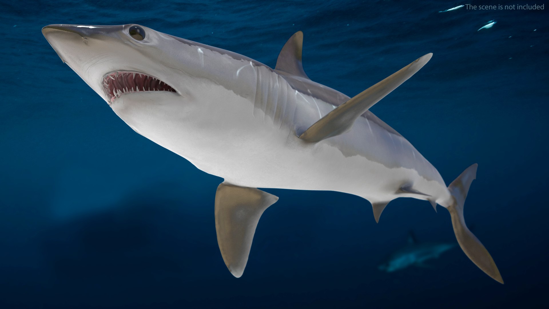 3D Realistic Shortfin Mako Shark Rigged For Cinema 4D Model ...