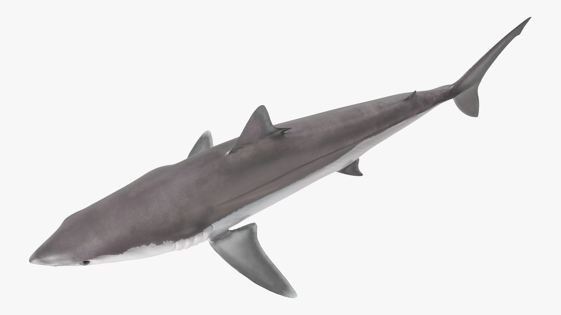 3D Realistic Shortfin Mako Shark Rigged For Cinema 4D Model ...