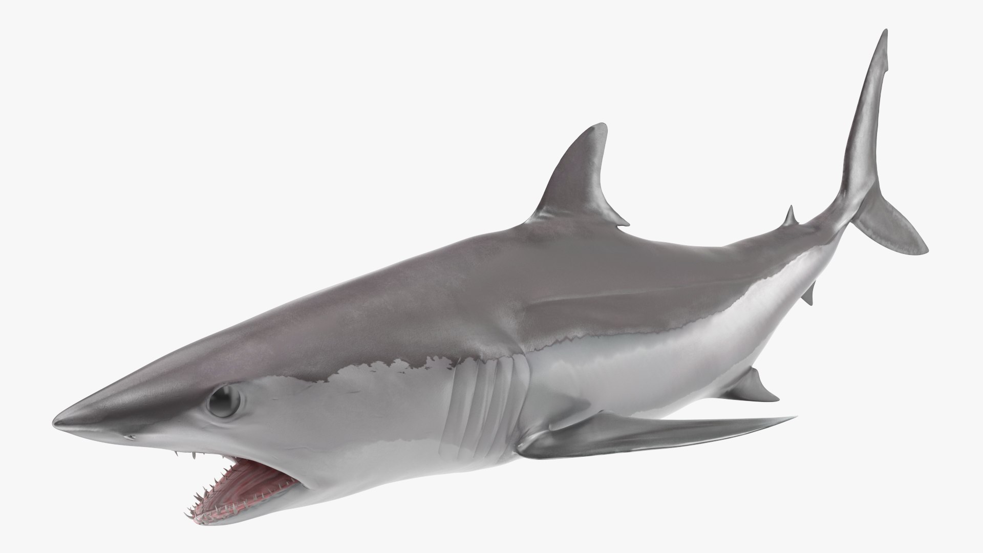 3D Realistic Shortfin Mako Shark Rigged For Cinema 4D Model ...