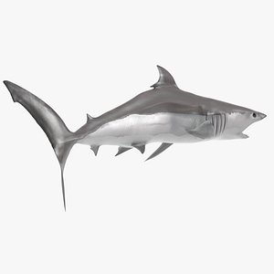 3D Shark Models - Browse & Download Formats - TurboSquid
