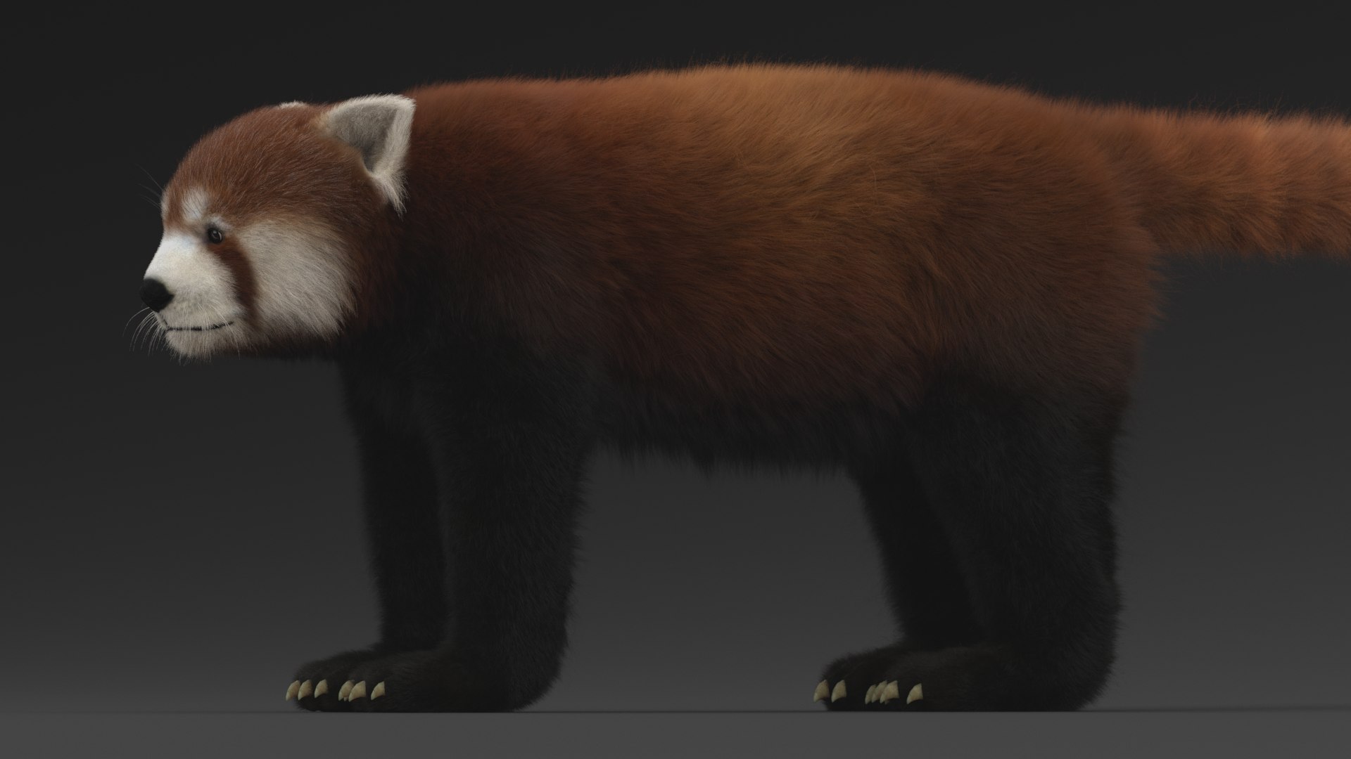 Red Panda 3D - TurboSquid 1559373