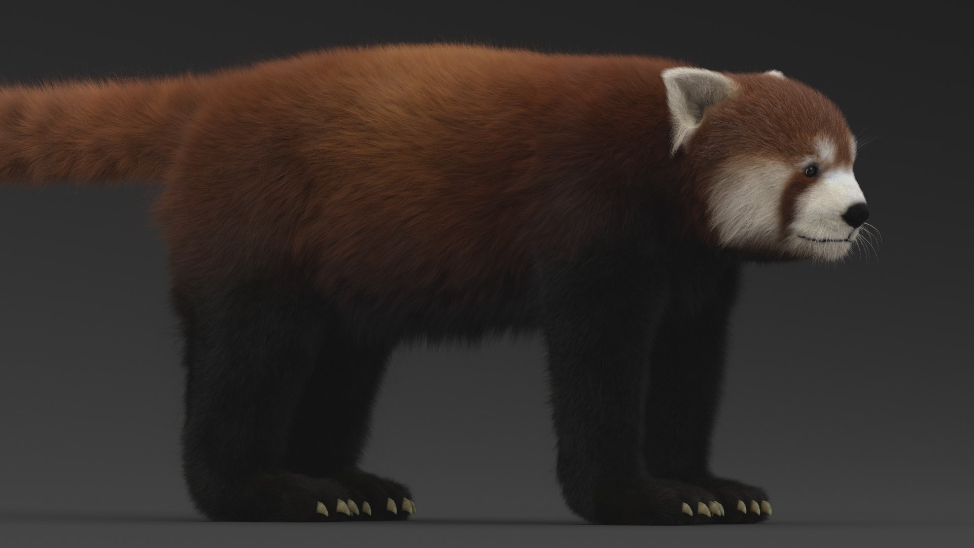 Red Panda 3D - TurboSquid 1559373