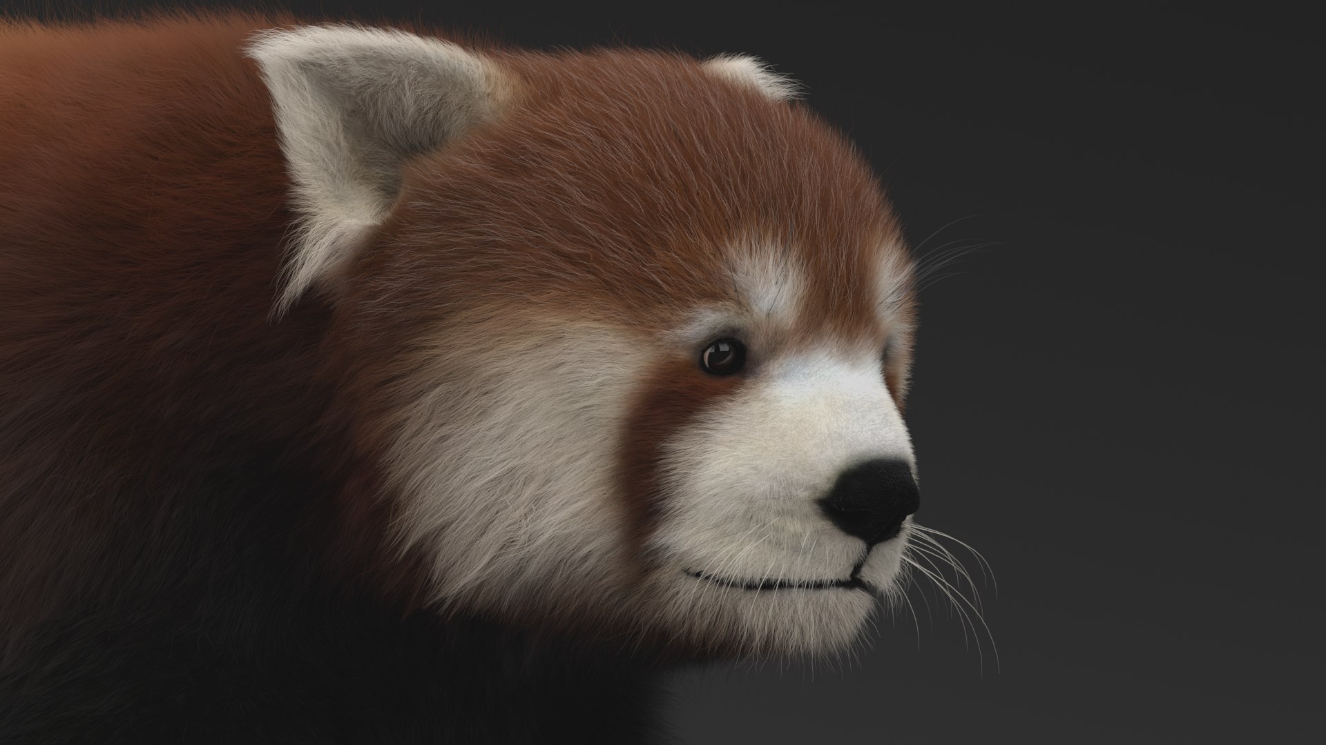 Red Panda 3D - TurboSquid 1559373