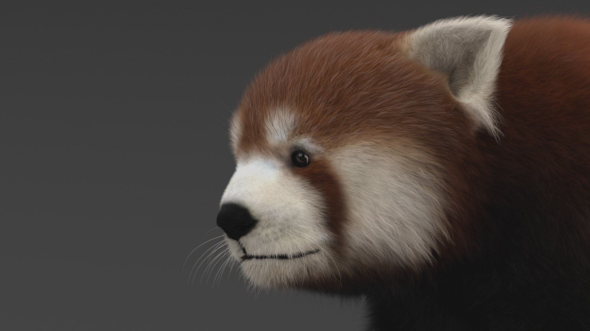 Red Panda 3D - TurboSquid 1559373