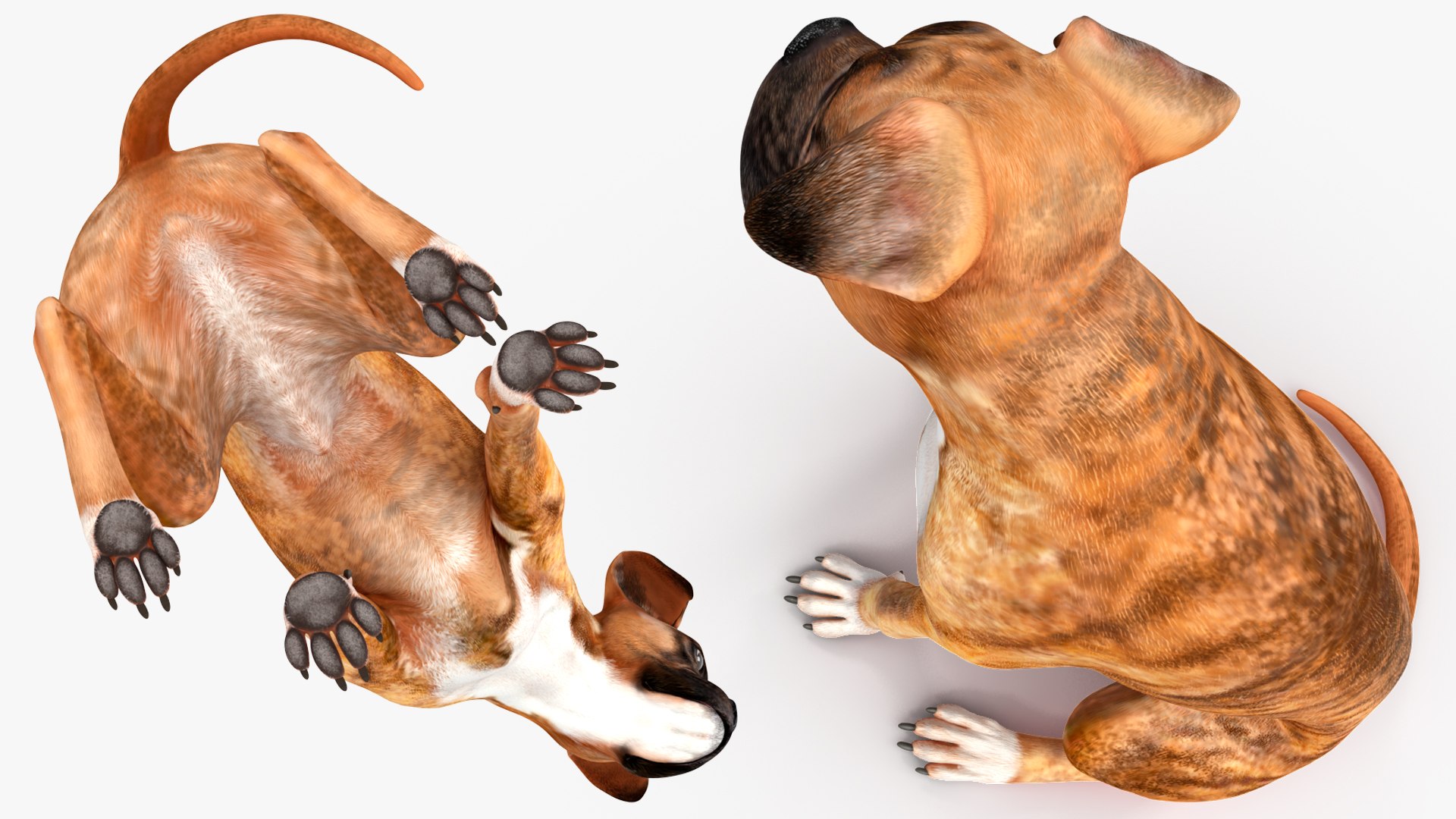 3D Dogs Collection 2 - TurboSquid 2255047