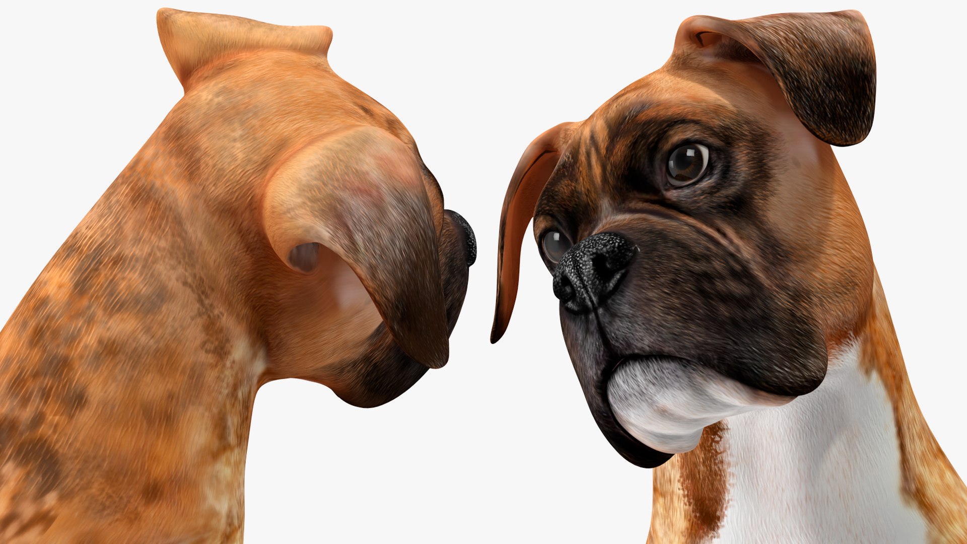 3D Dogs Collection 2 - TurboSquid 2255047