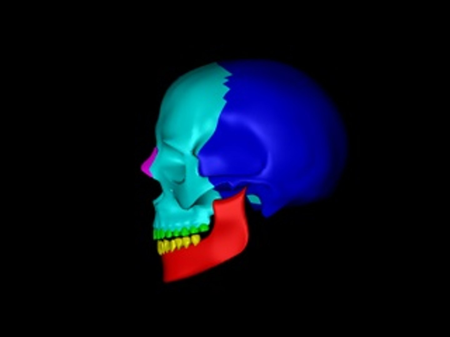 3d Model Colored Skull Parts