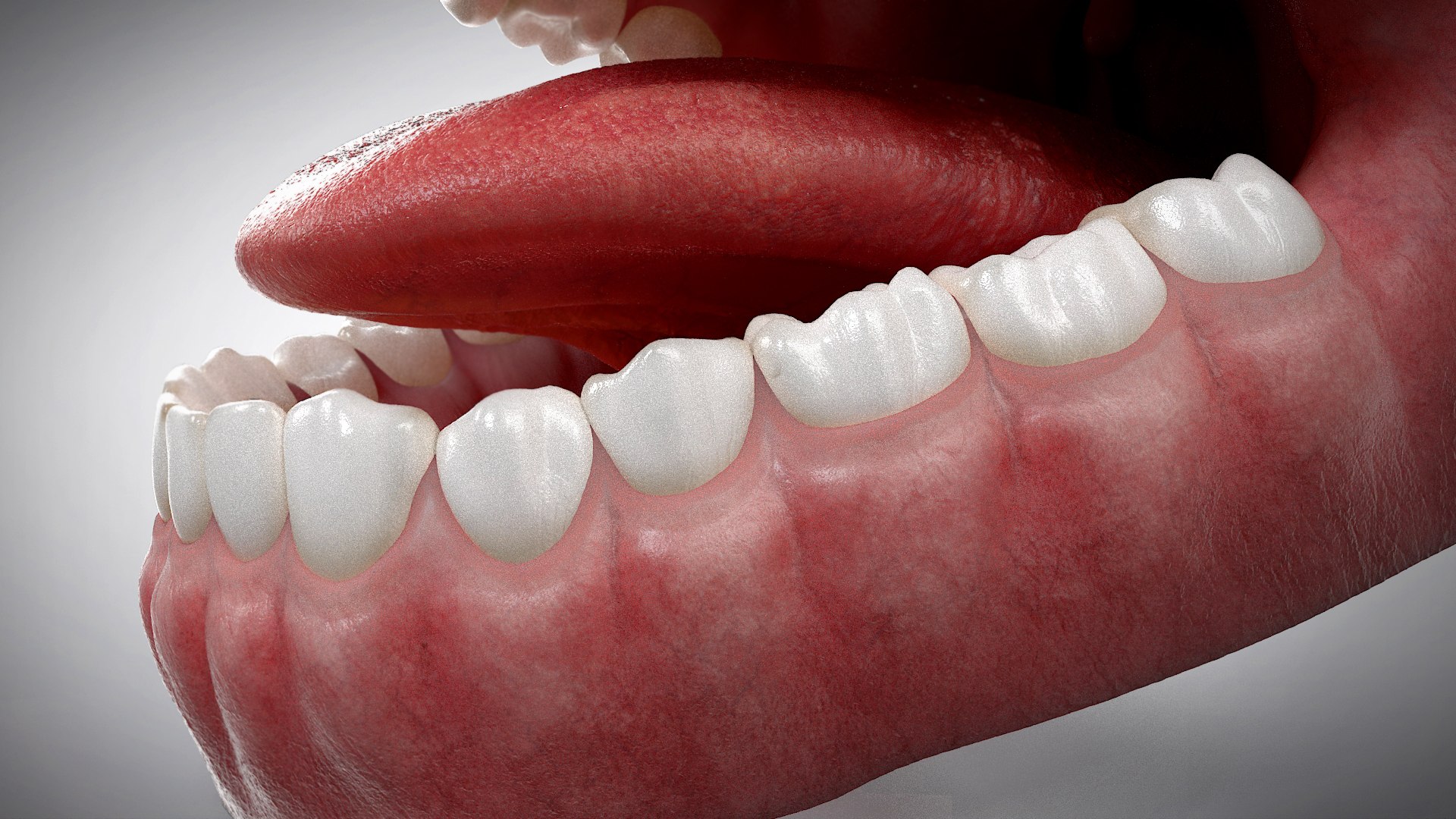 Realistic Human Mouth Anatomy 3D Model - TurboSquid 1995422