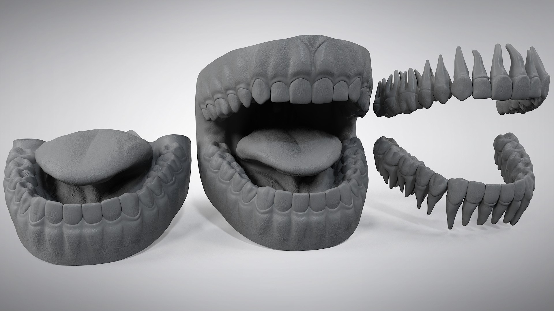 Realistic Human Mouth Anatomy 3D Model - TurboSquid 1995422