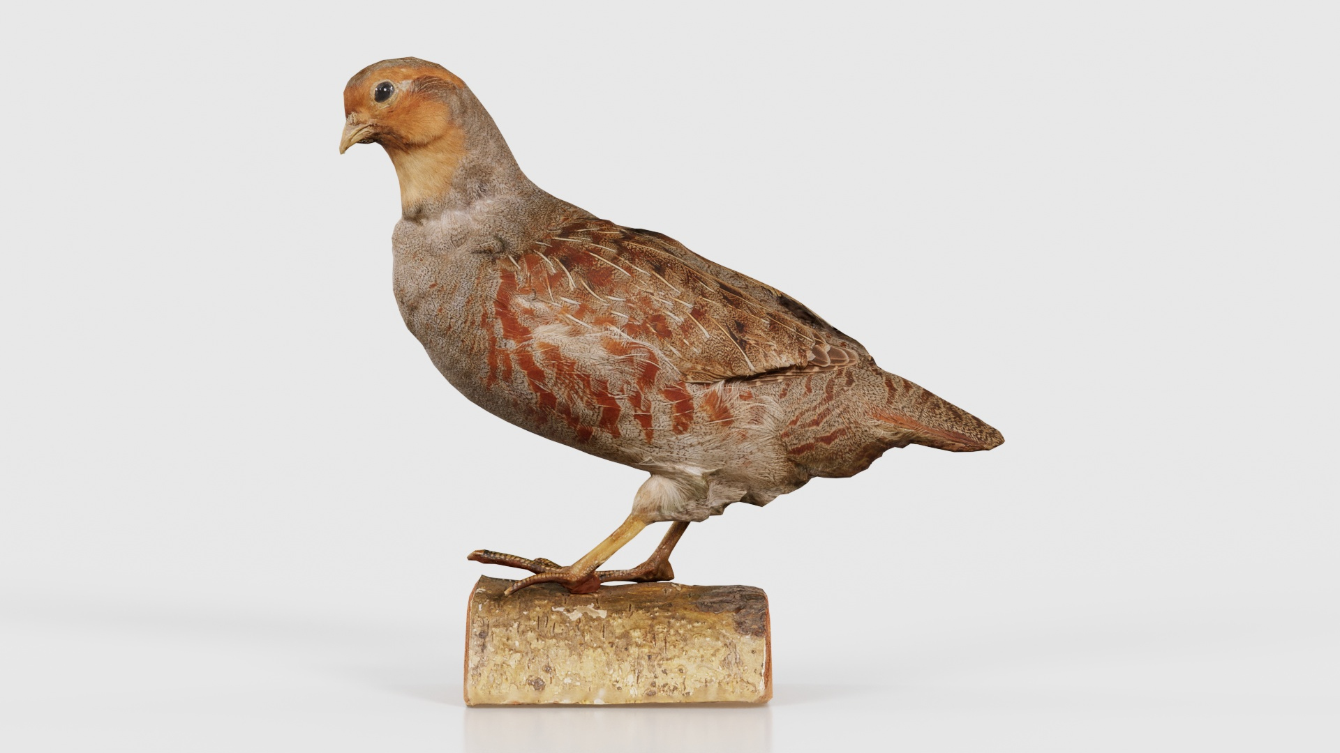3D Partridge Galliform Perdicinae Phasianidae Remastered - TurboSquid ...
