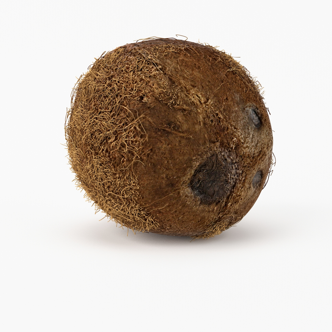 Realistic Coconut Real Fruit 3d Obj