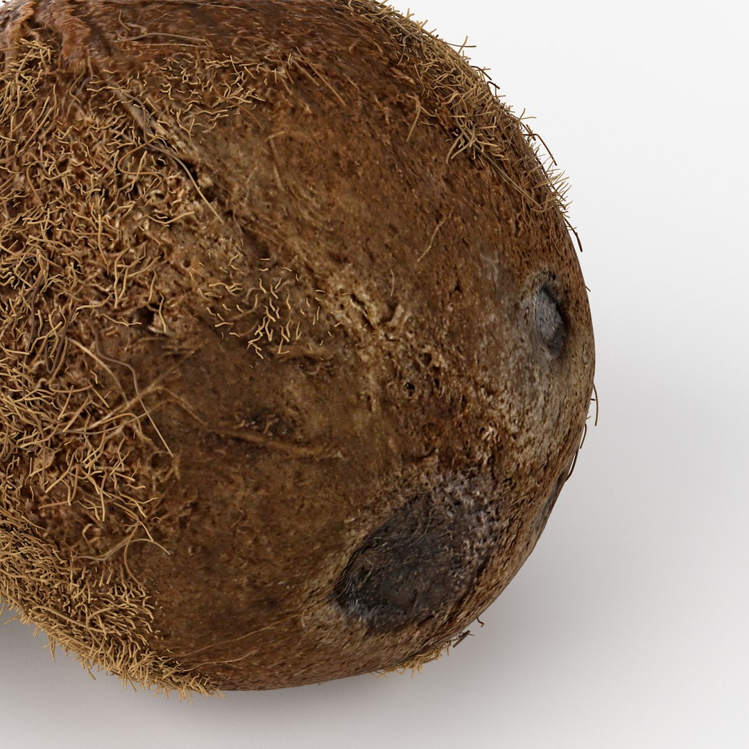 Realistic Coconut Real Fruit 3d Obj