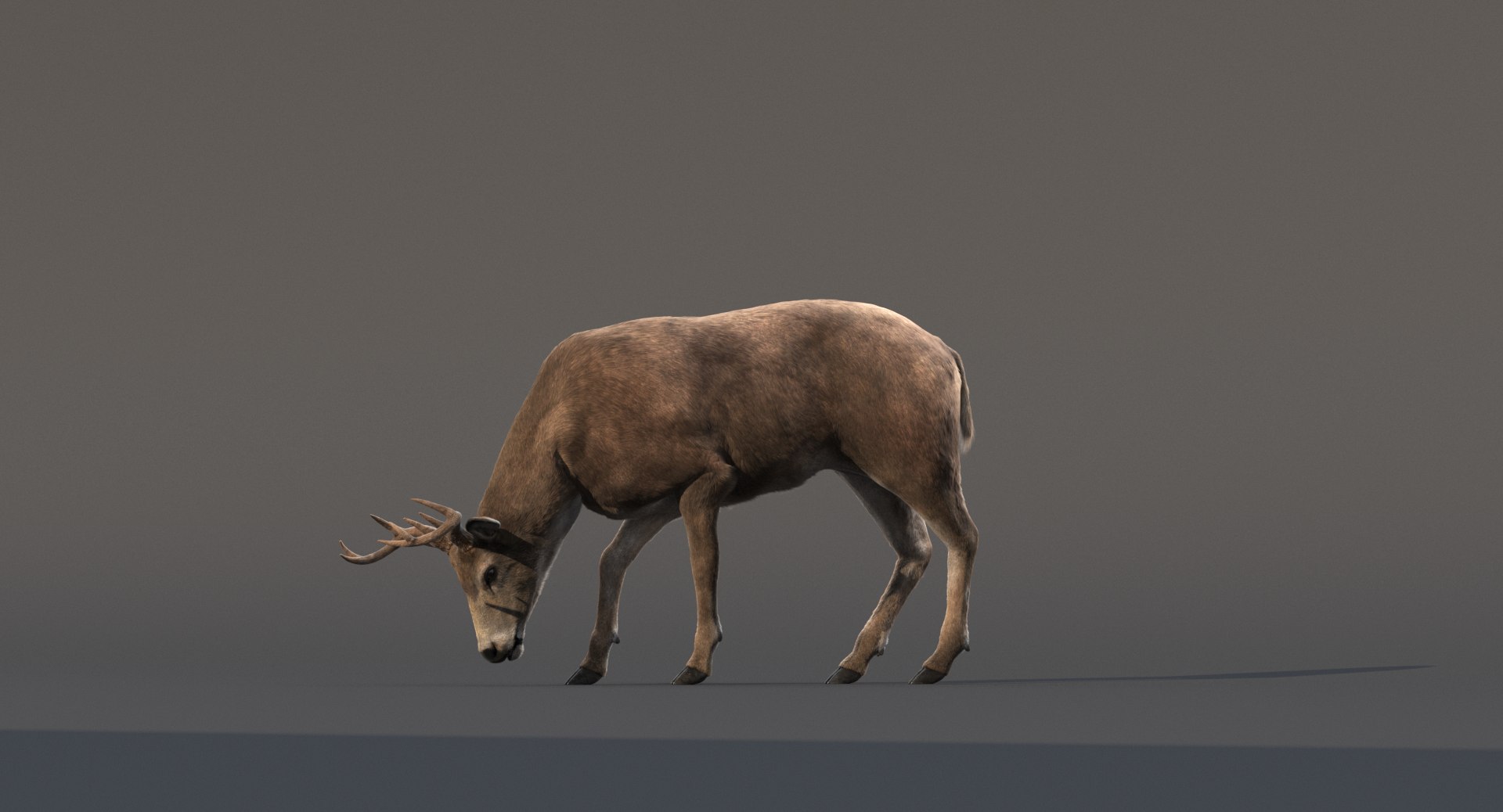 3D Deer Rigging Animation Fur Hair Model - TurboSquid 1304547