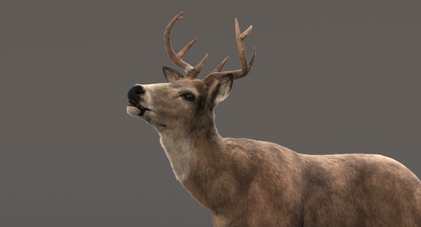 Hirsch animiert (Fell) 3D-Modell - TurboSquid 1304547