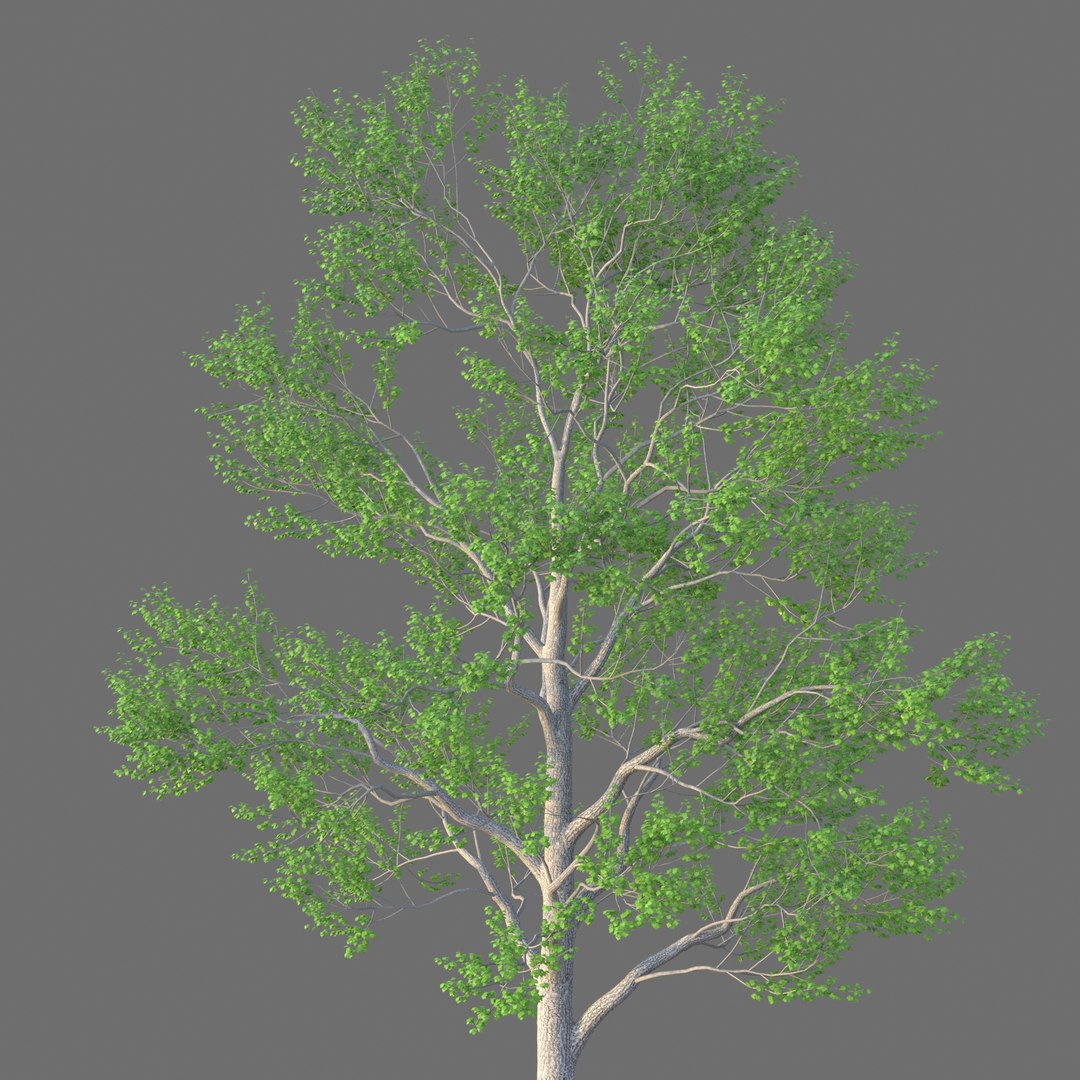 XfrogPlants Carolina Poplar - Populus Canadensis 3D Model - TurboSquid ...