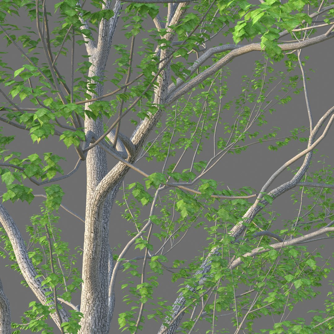 XfrogPlants Carolina Poplar - Populus Canadensis 3D Model - TurboSquid ...