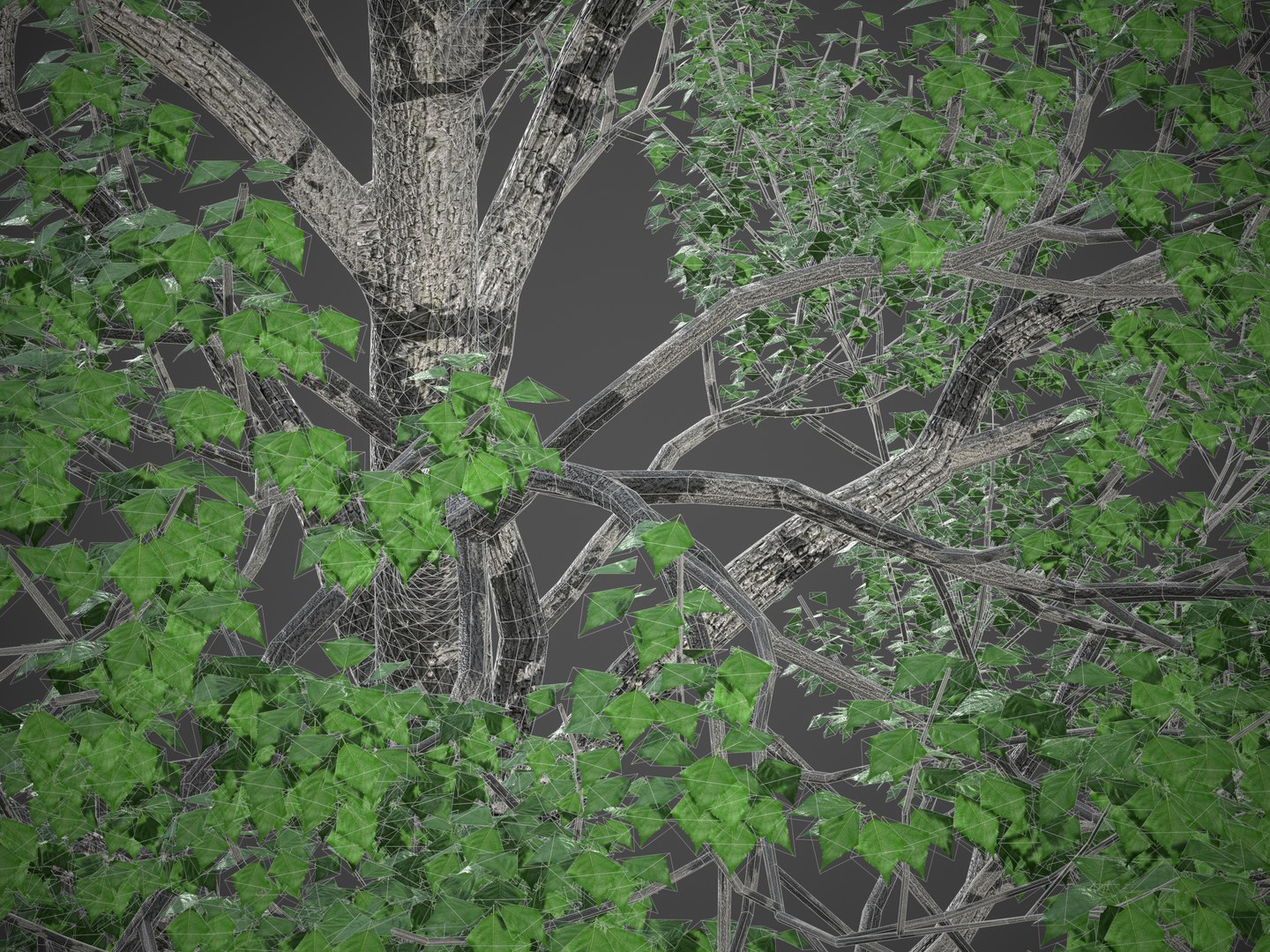 XfrogPlants Carolina Poplar - Populus Canadensis 3D Model - TurboSquid ...