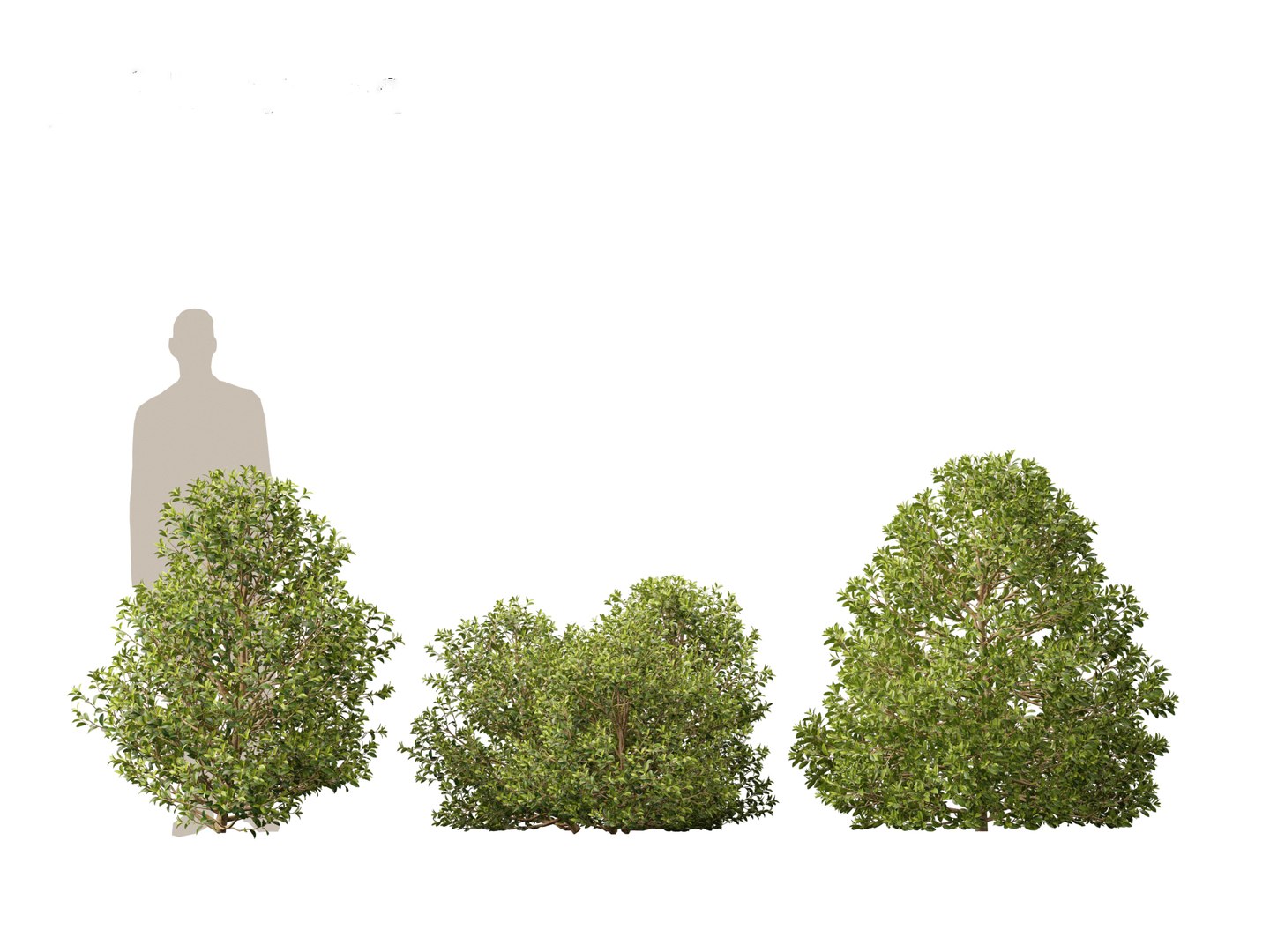 3D Rhamnus Alaternus - Italian Buckthorn - TurboSquid 2143668