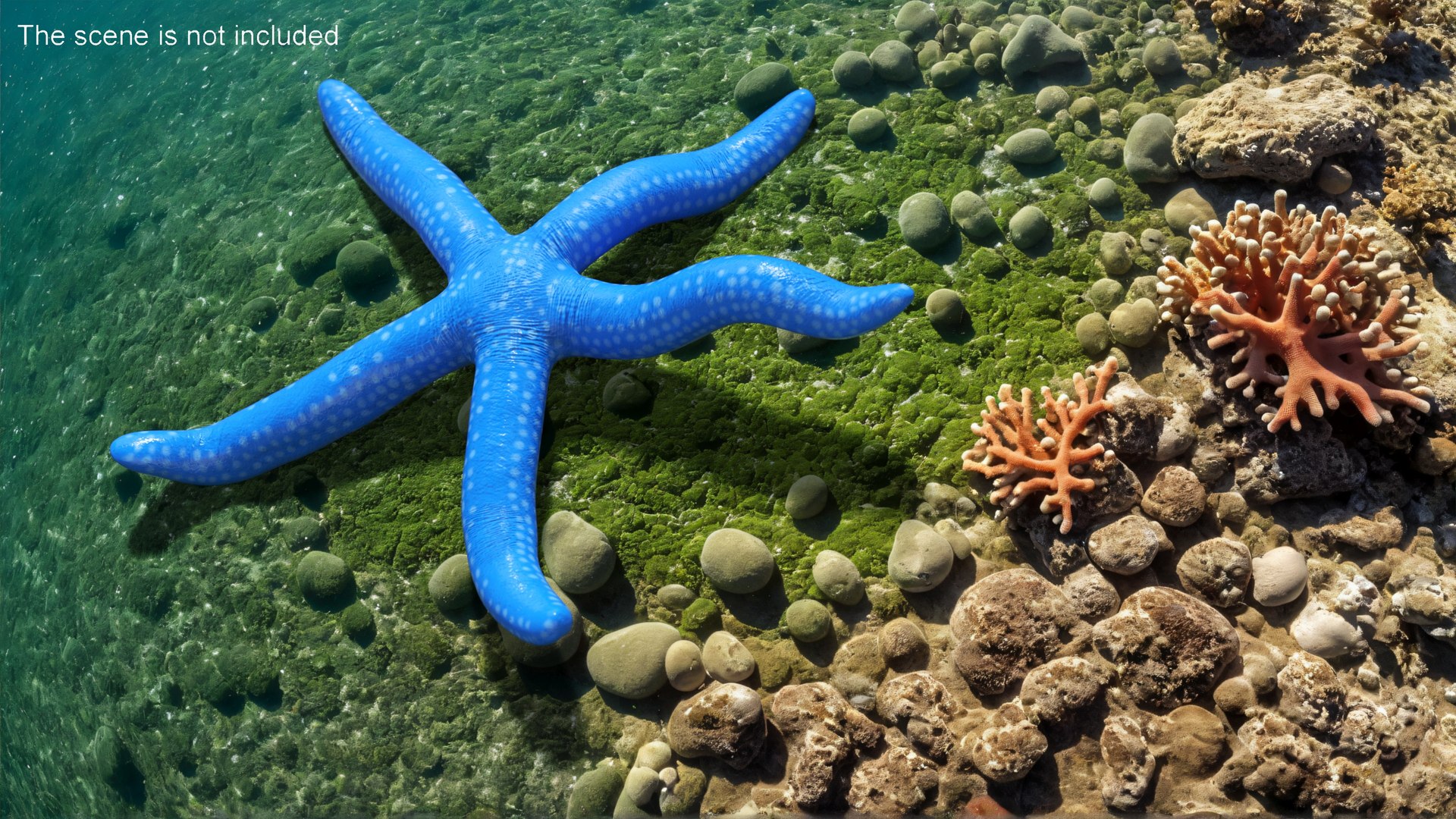 3D Sea Star Blue Crawling Pose - TurboSquid 2223305
