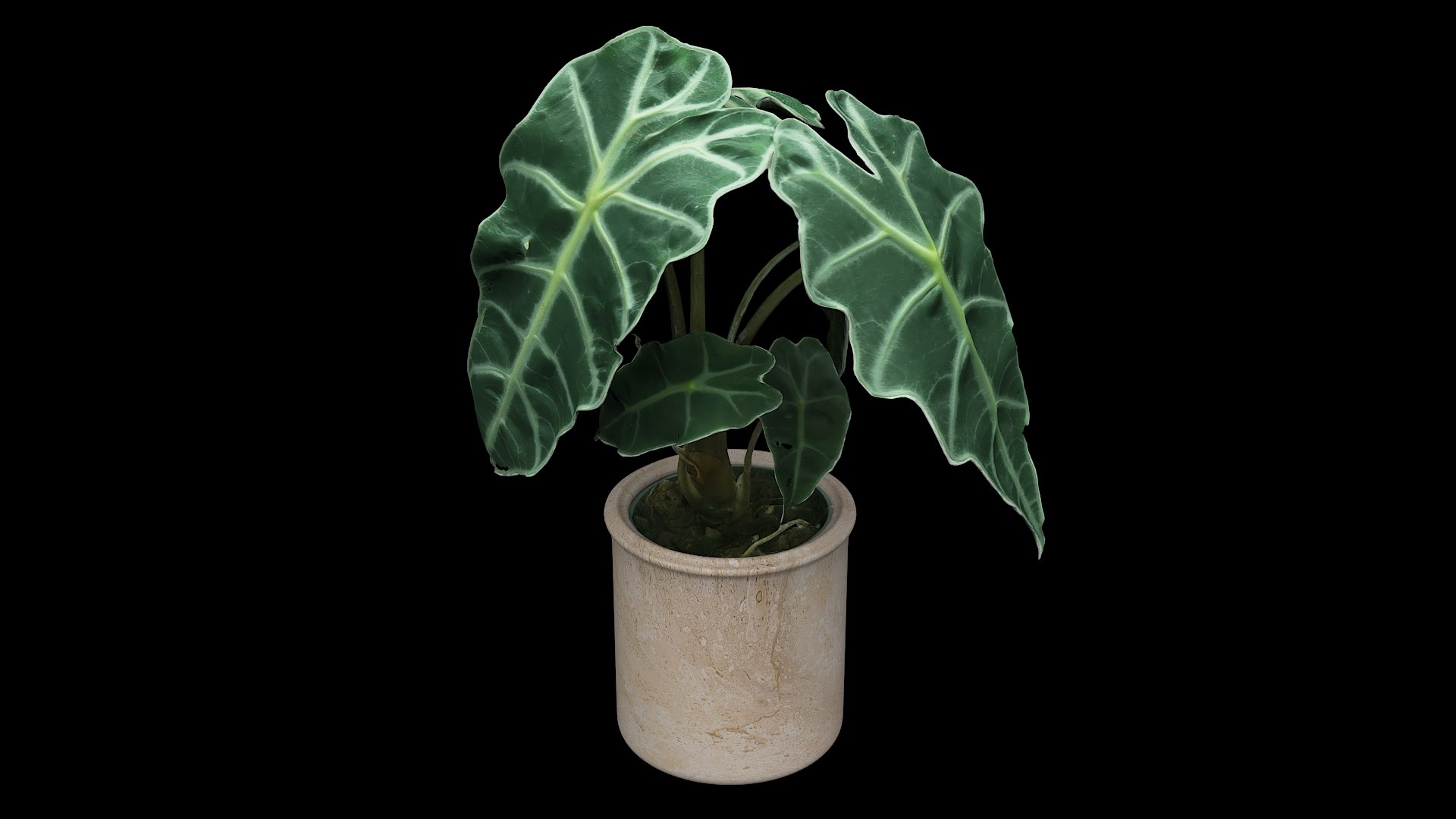 3D Plant 08 Deco Model - TurboSquid 2154335