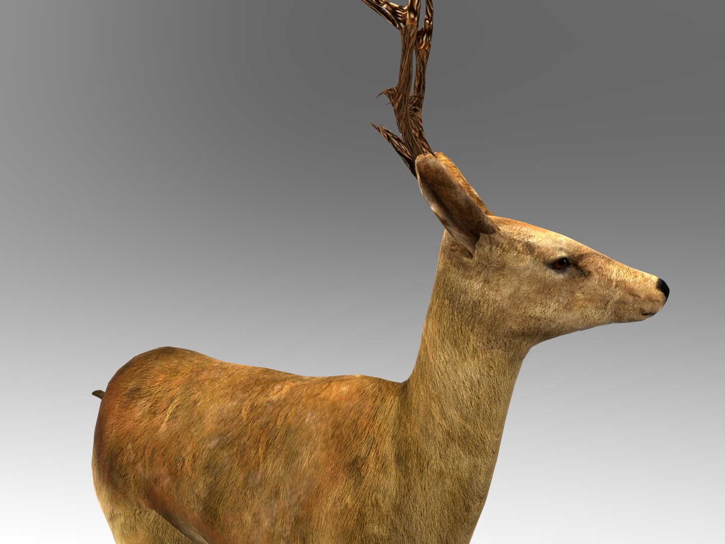 3d Deer Rigged Model