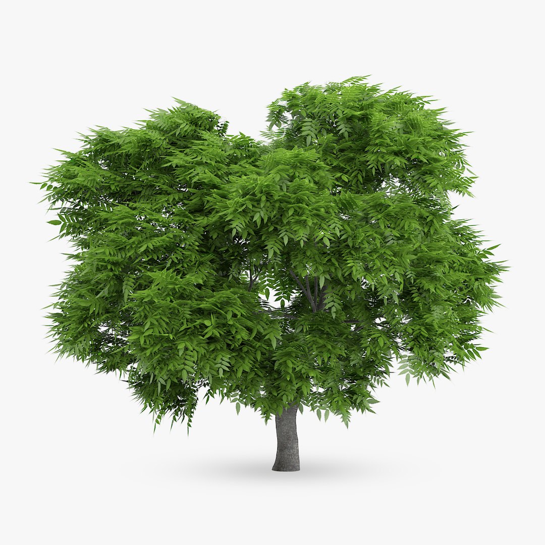 3d rowan tree 5 7m model