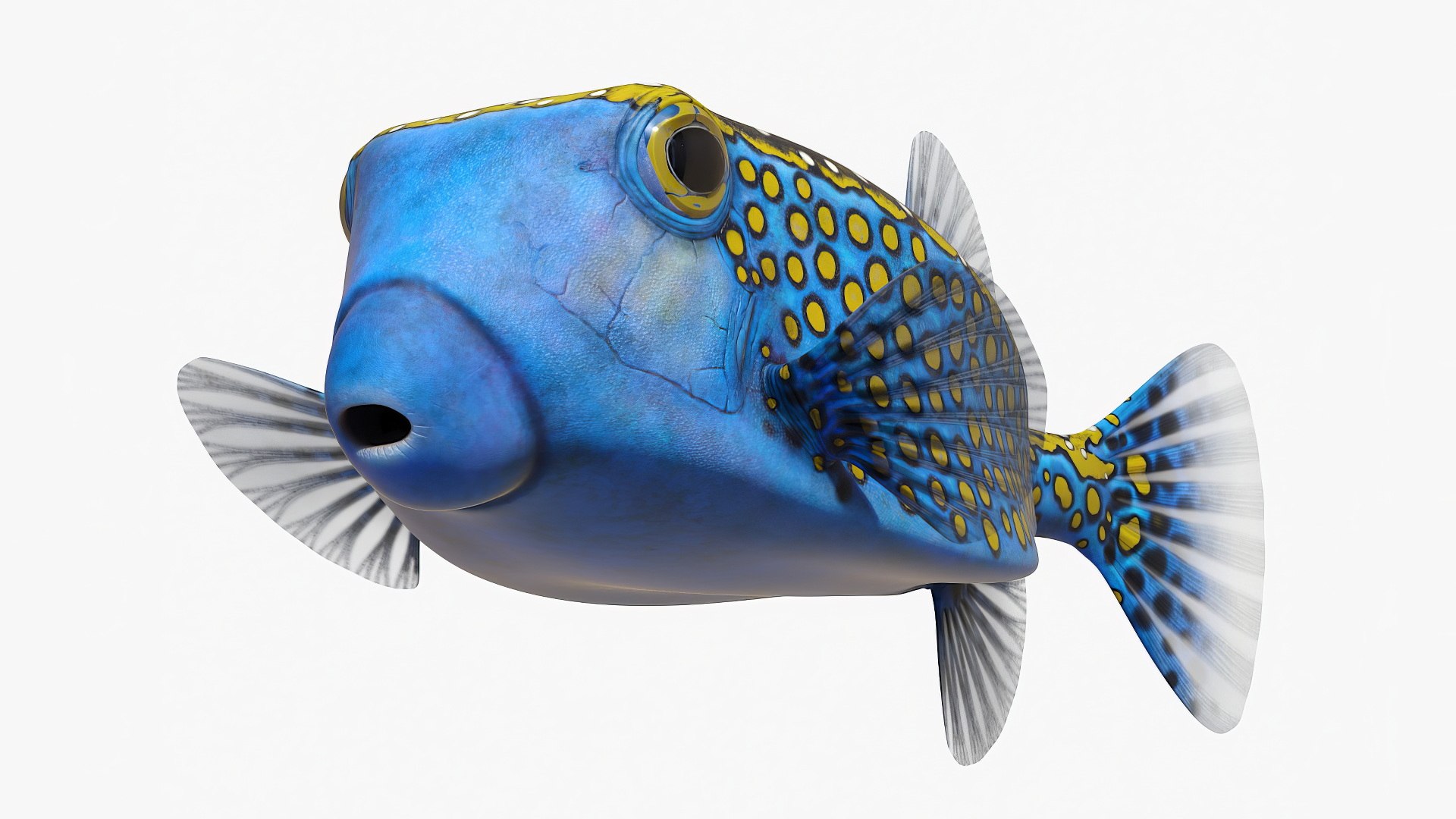 3D Ostracion Meleagris Fish Blue Rigged Model - TurboSquid 2307919