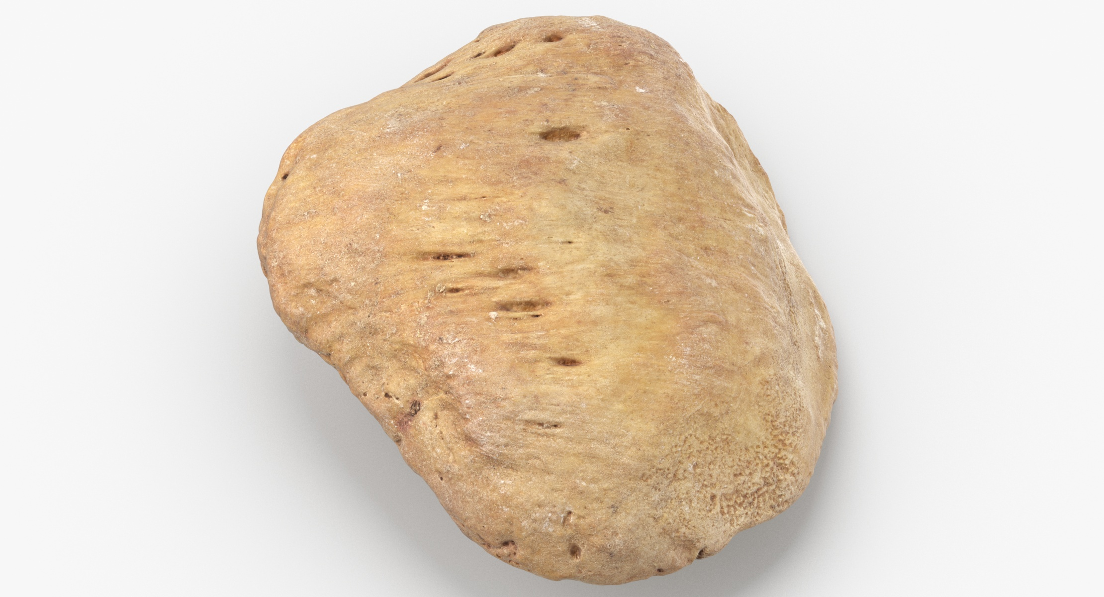 modelo 3d Rótula de hueso de rótula humana real 01 - TurboSquid 1535239