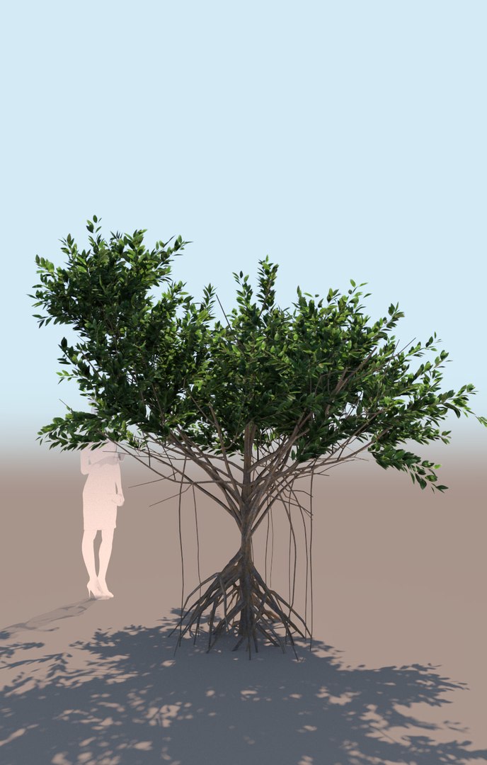 Mangrove Tree C Rhizophora 3D Model - TurboSquid 1520448