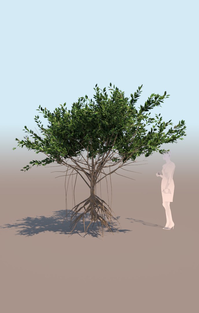 Mangrove Tree C Rhizophora 3D Model - TurboSquid 1520448