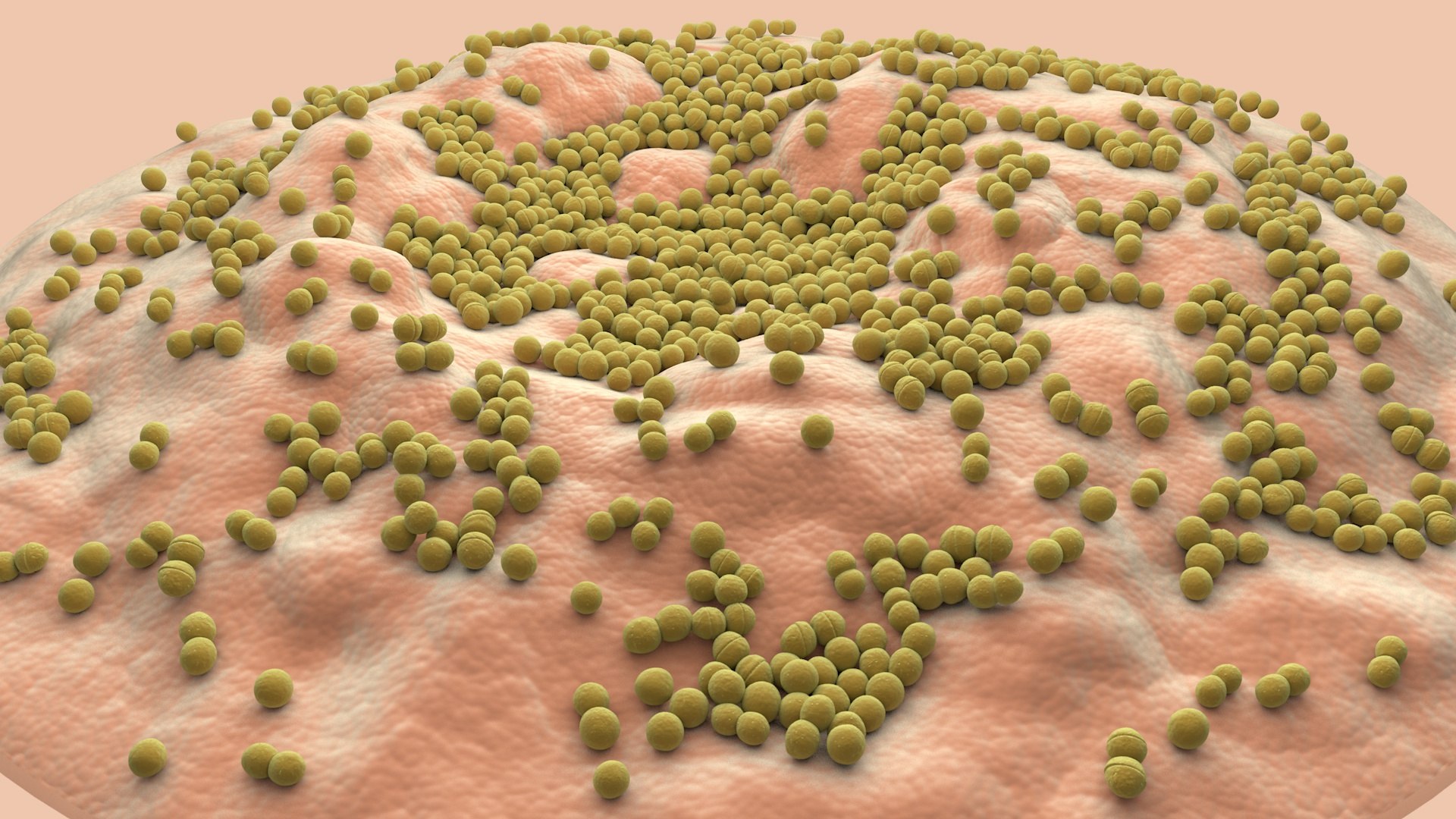 3D Coccus model - TurboSquid 2172472