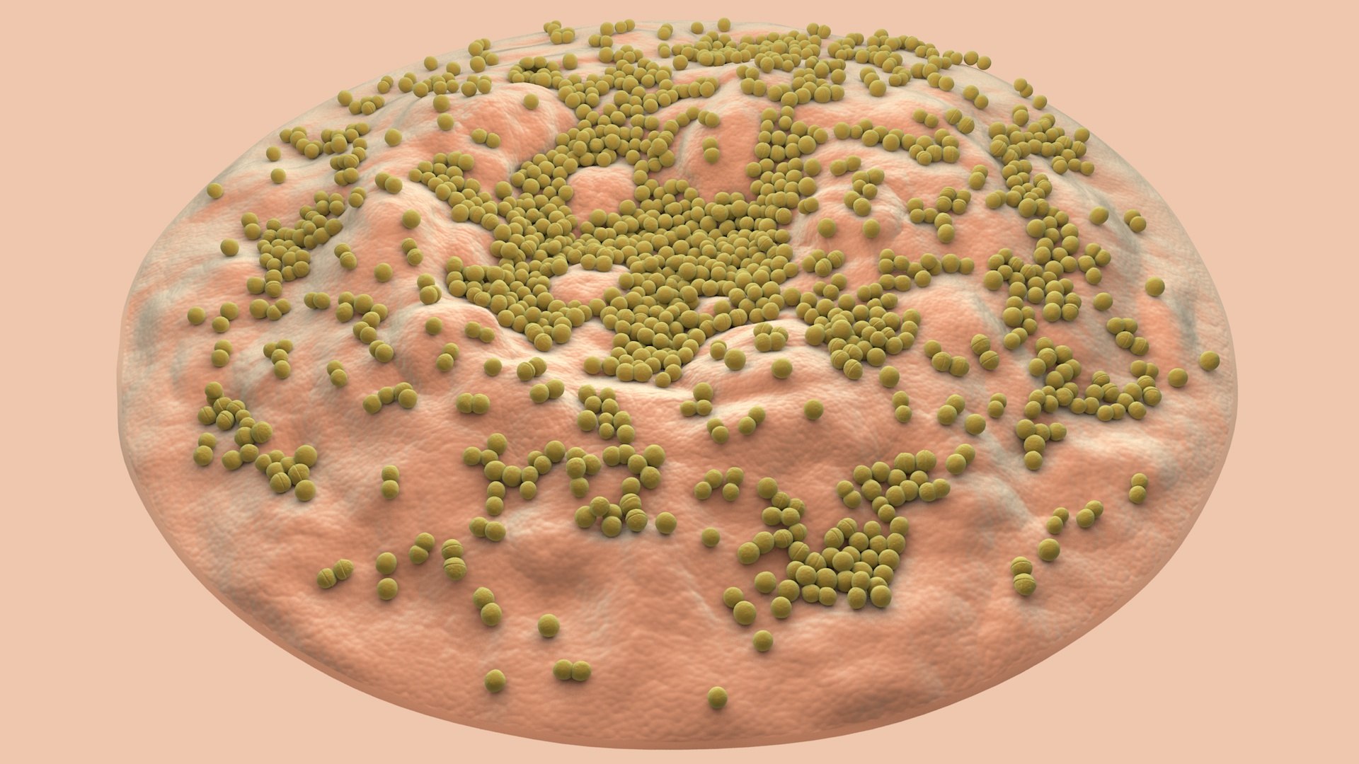 3D Coccus model - TurboSquid 2172472