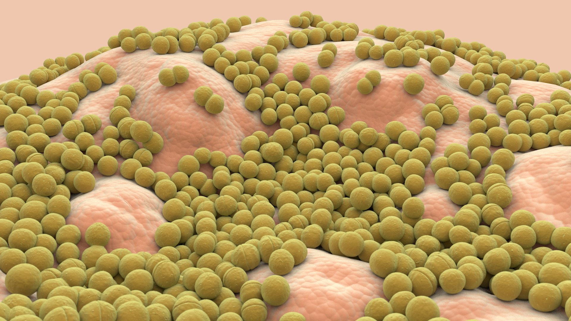 3D Coccus model - TurboSquid 2172472